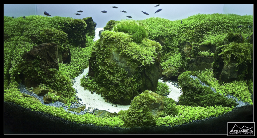 Dimrill Dale - Aquarilis